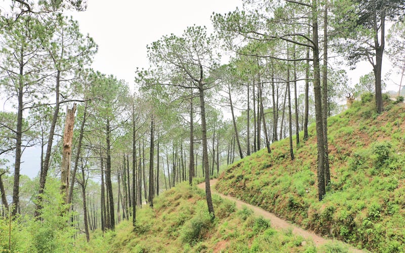 Gilbert Trail - Kasauli - Connecting Traveller