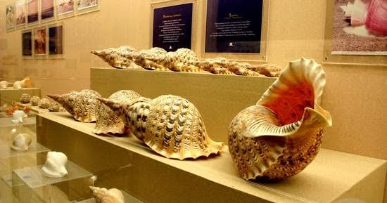 Sea Shell Museum - Diu - Connecting Traveller